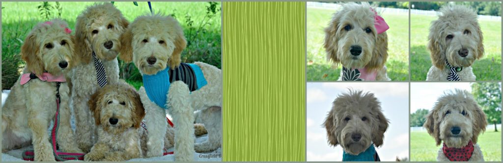 PicMonkey Collage - Crossfield Doodles